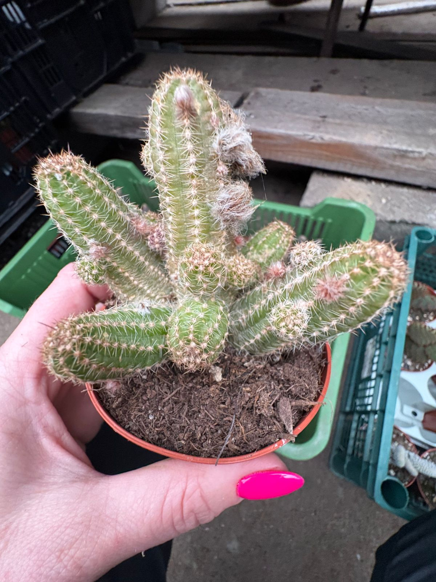 Chamaecereus hybr. `Red' | Kaktusy \ Chamaecereus Chętnie Zakwitające | Kaktusy, sukulenty i ...